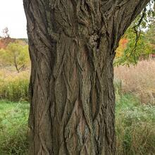 Black Locust | CMP Tree Selection Tool